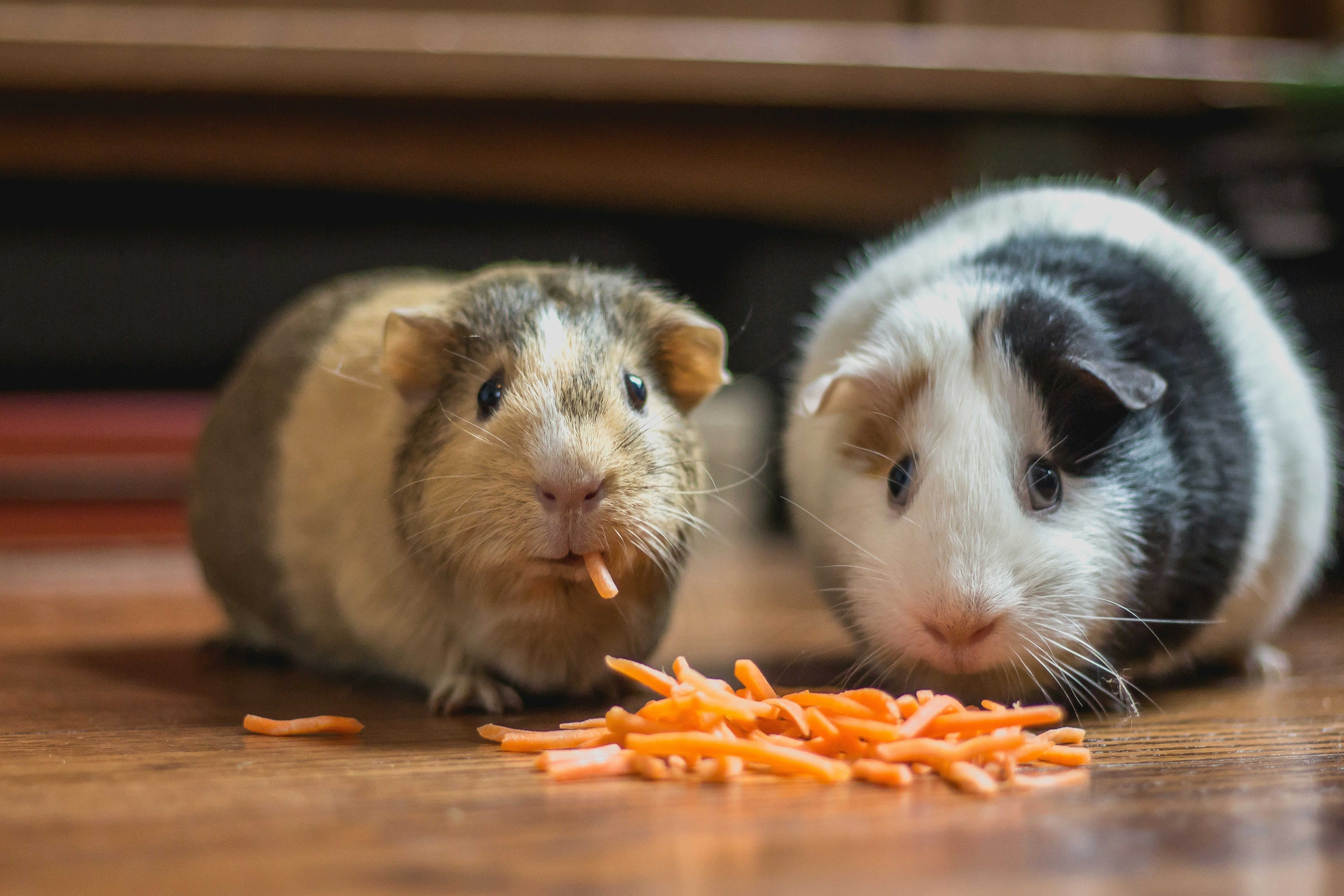 Law List: Switzerland's Pet Partnership Mandate – Ori Magazine